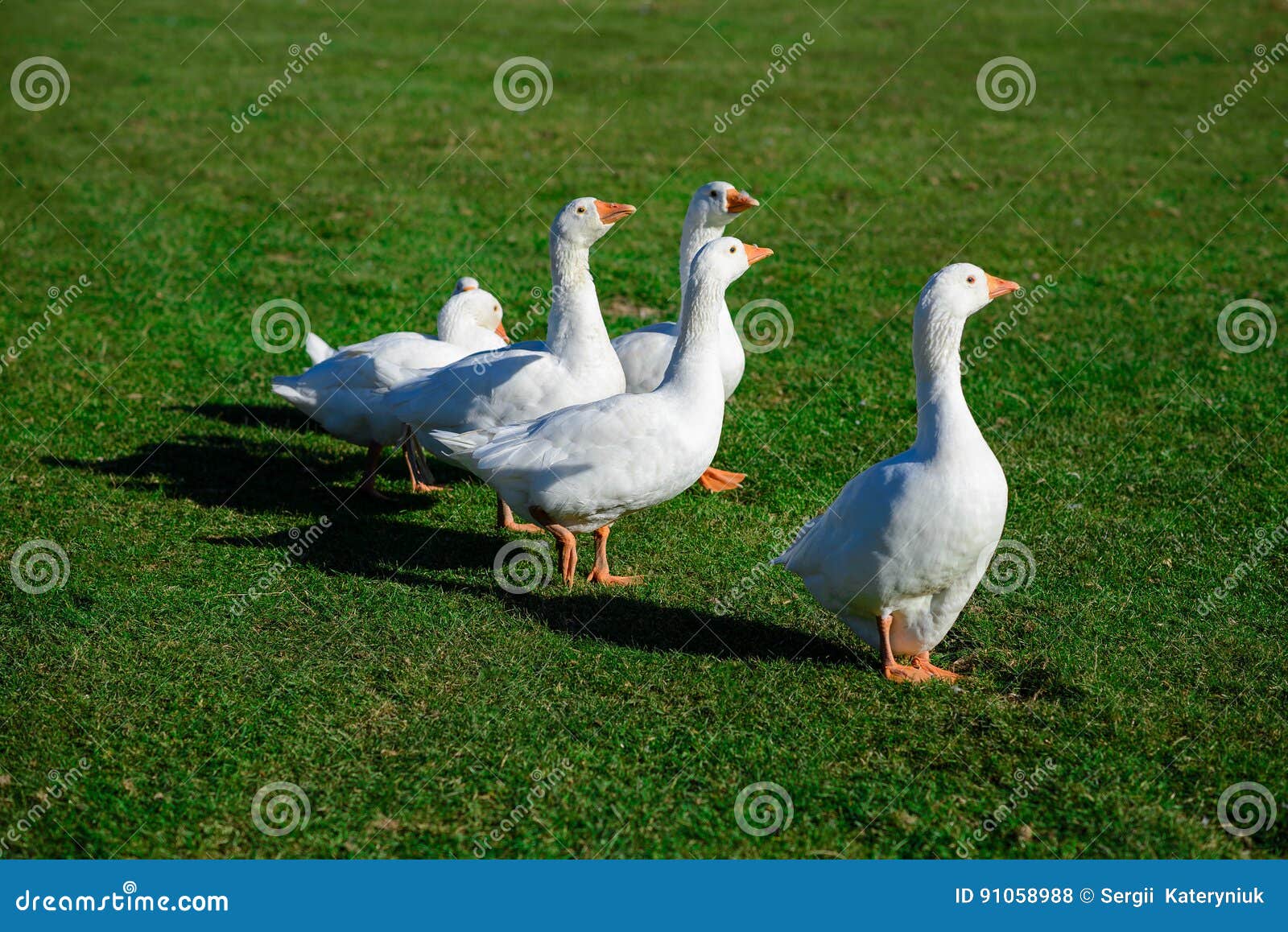Snow Goose Walking on the Grass. Farm Animal Stock Photo - Image of ...