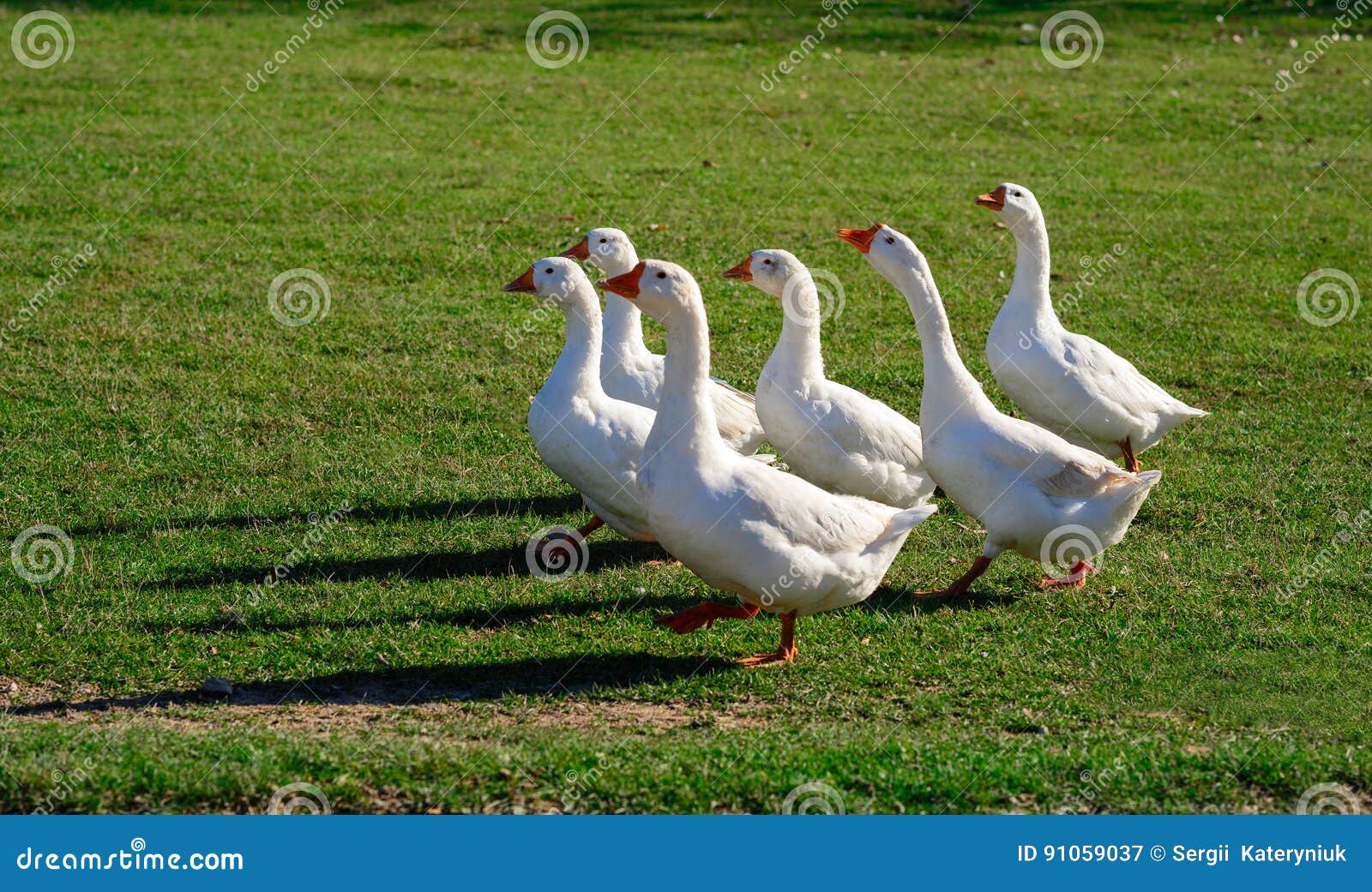 Snow Goose Walking on the Grass. Farm Animal Stock Image - Image of ...