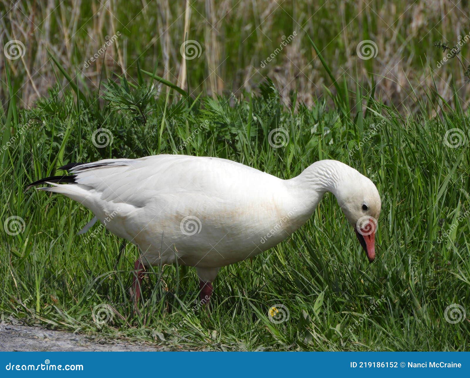 Snow Goose Walking on Refuge Trail in NYS Stock Photo - Image of ...