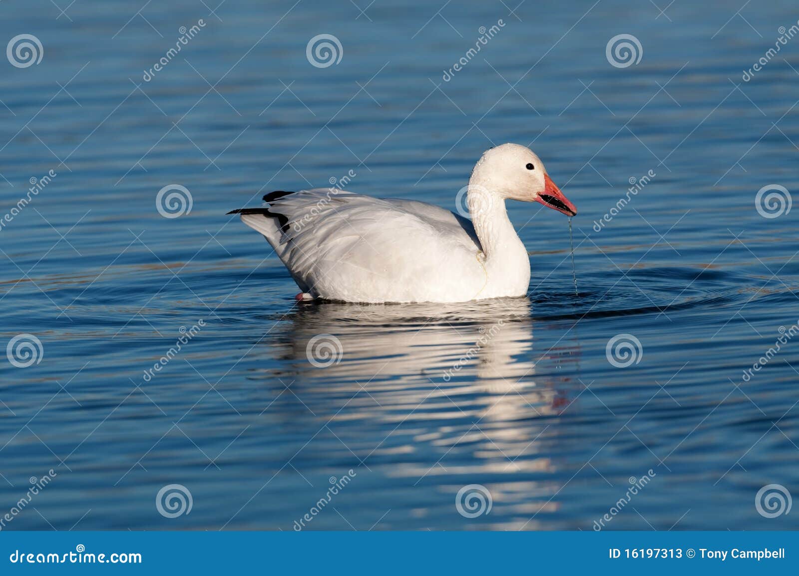 Snow goose in the water stock image. Image of bosque - 16197313