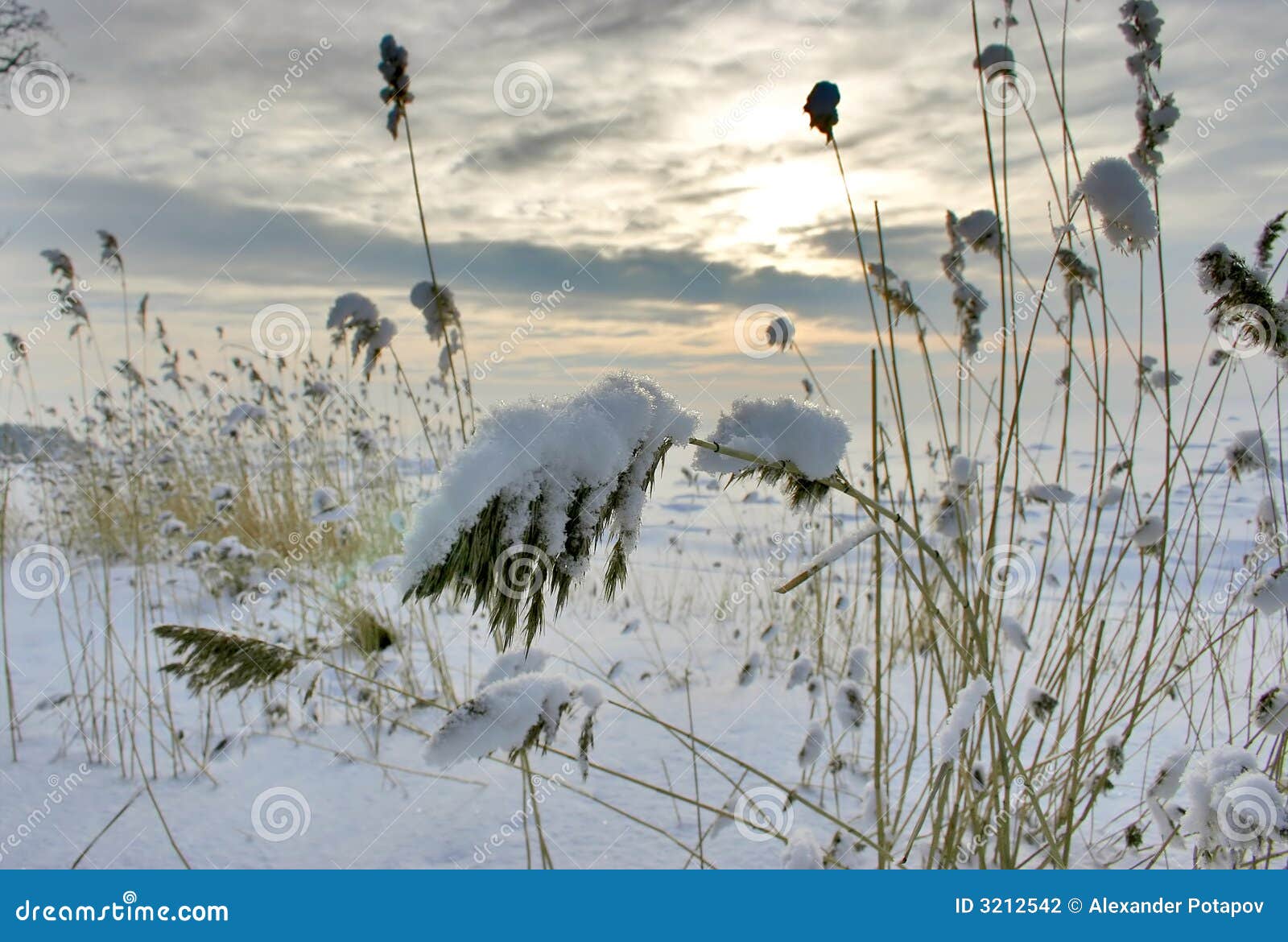 Snow grass stock photo. Image of landscape, land, color - 3212542