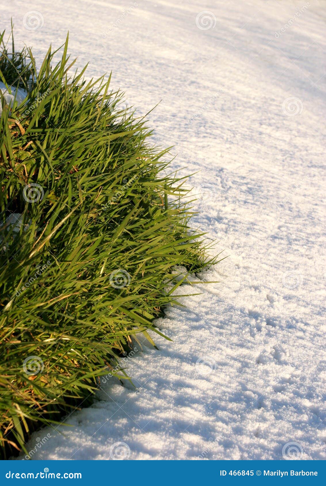 Snow and Grass stock image. Image of purity, frost, grass - 466845