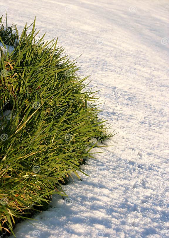 Snow and Grass stock image. Image of purity, frost, grass - 466845