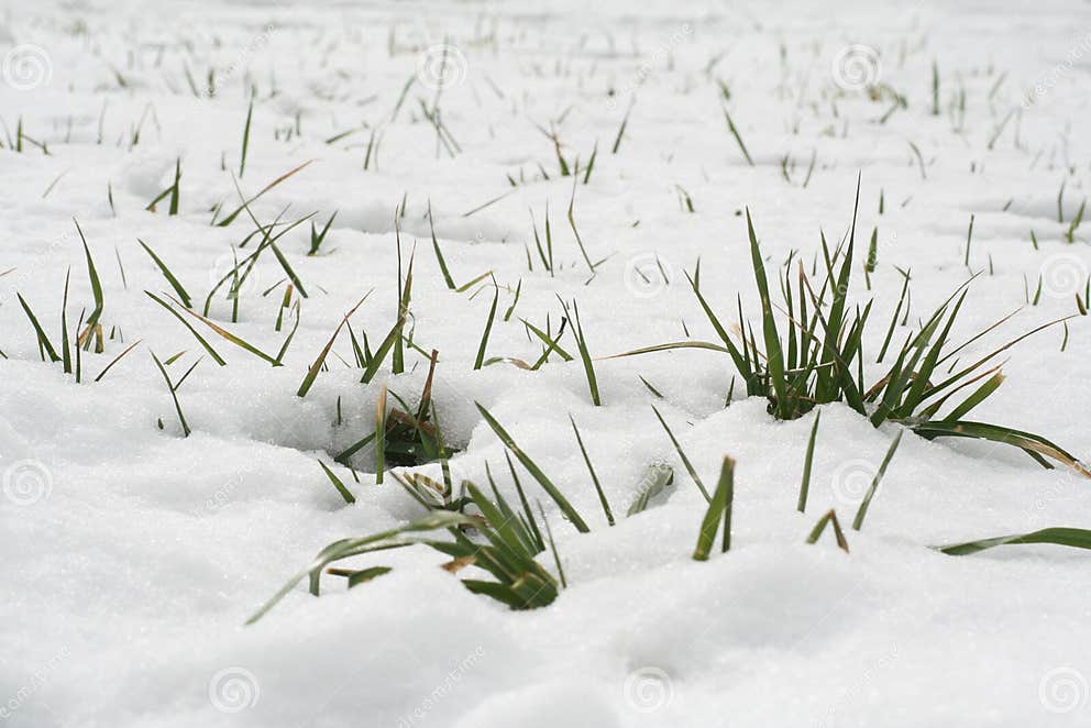 Snow and grass stock image. Image of lawn, grass, season - 471677