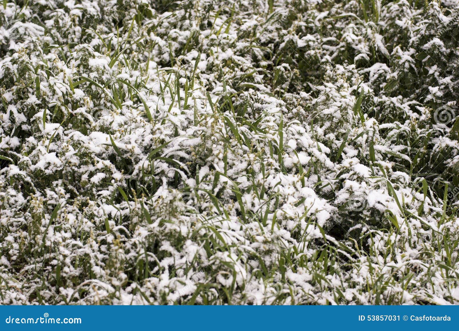 Snow on the grass stock image. Image of frost, snow, fresh - 53857031