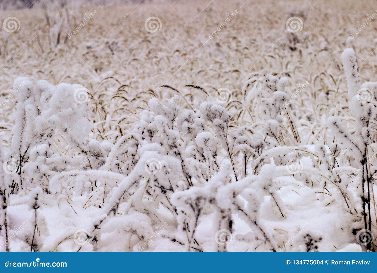 Snow on grass in the field stock photo. Image of mountain - 134775004