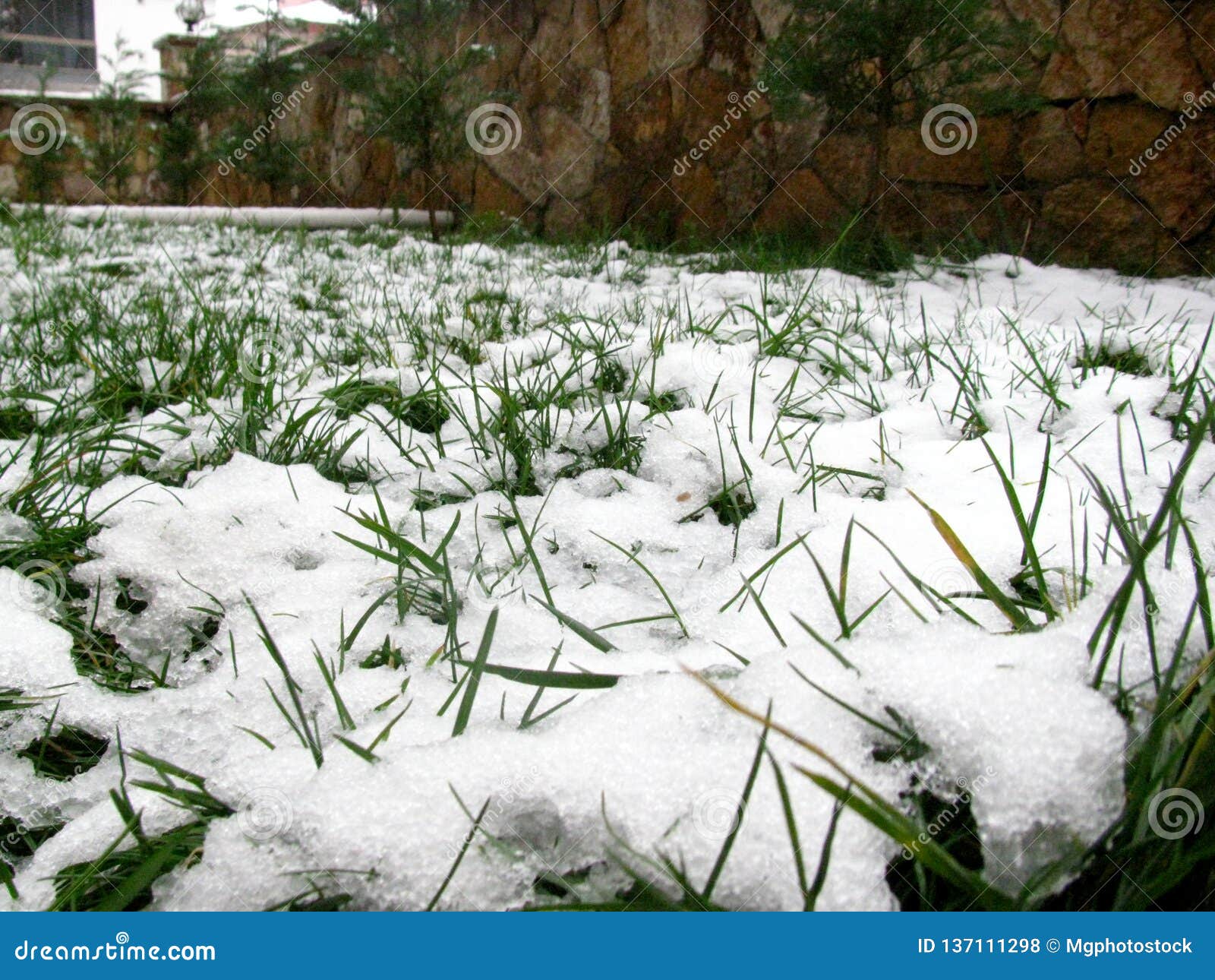 Snow on Grass stock photo. Image of health, cool, snowy - 137111298