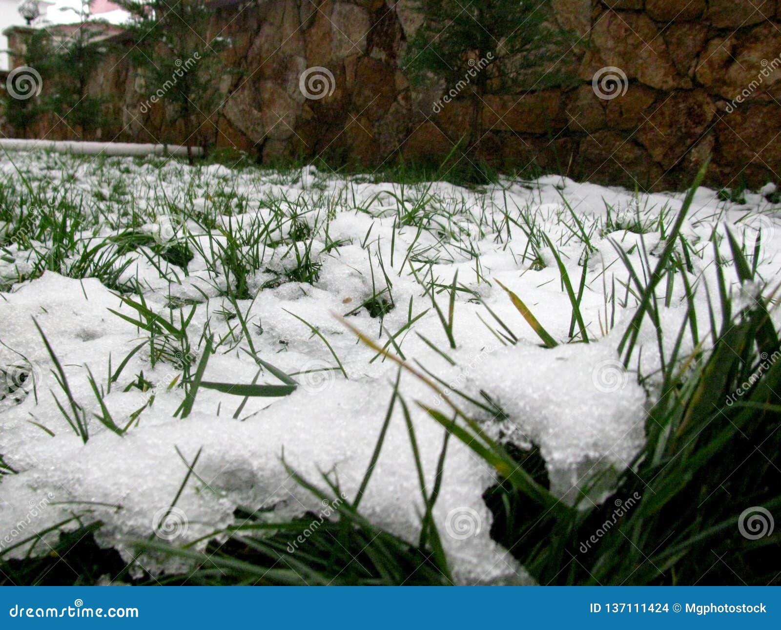 Snow on Grass stock photo. Image of wall, grass, environment - 137111424