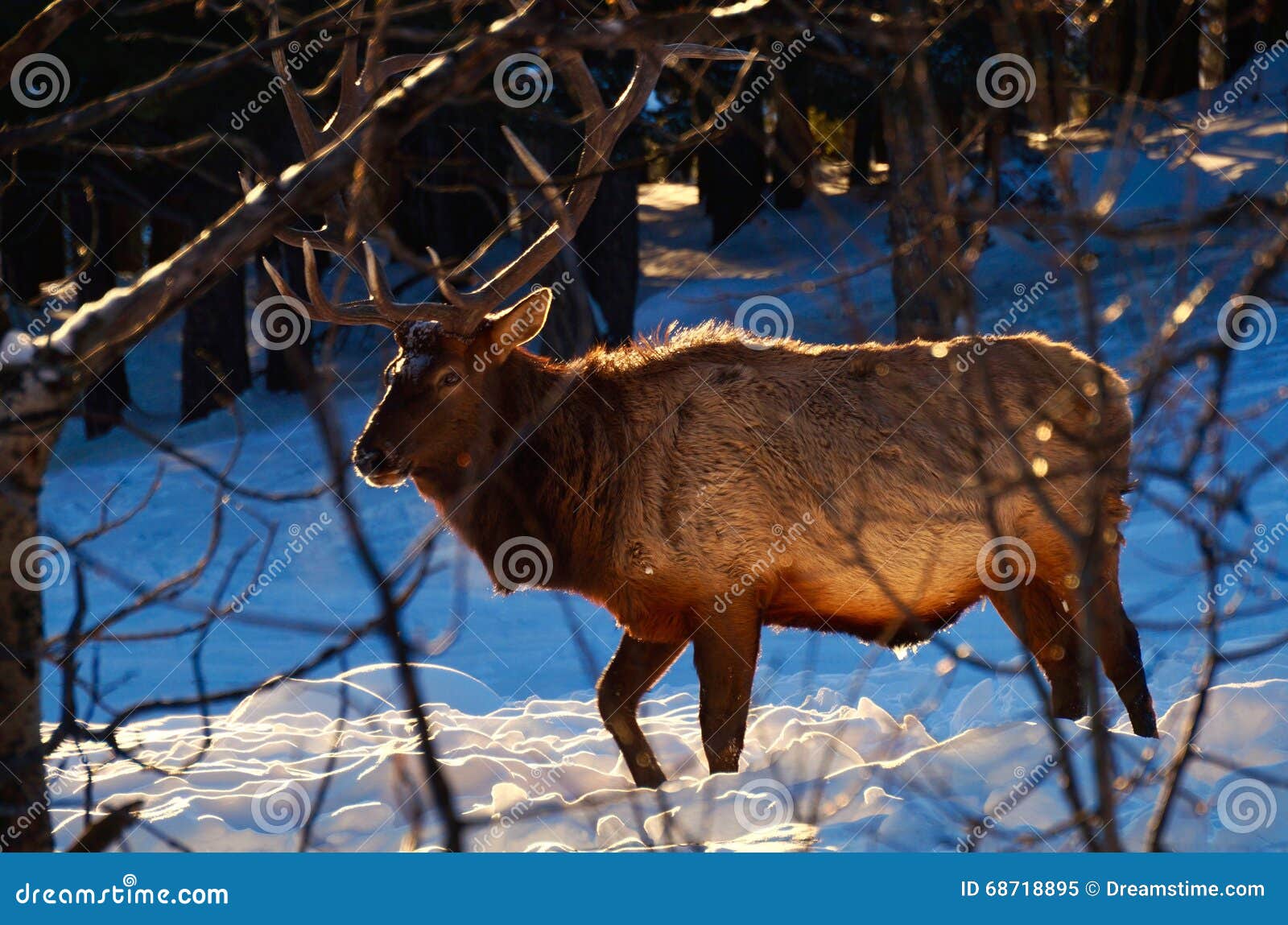Snow-Grazing Elk stock image. Image of snow, bull, survival - 68718895