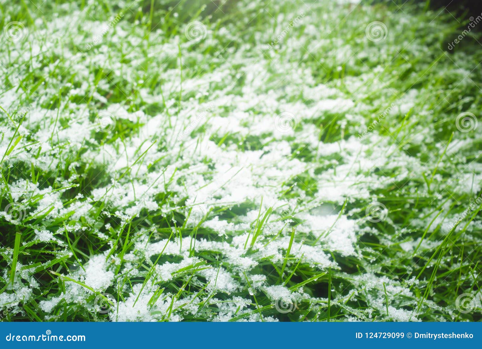Snow on the green grass stock image. Image of nature - 124729099