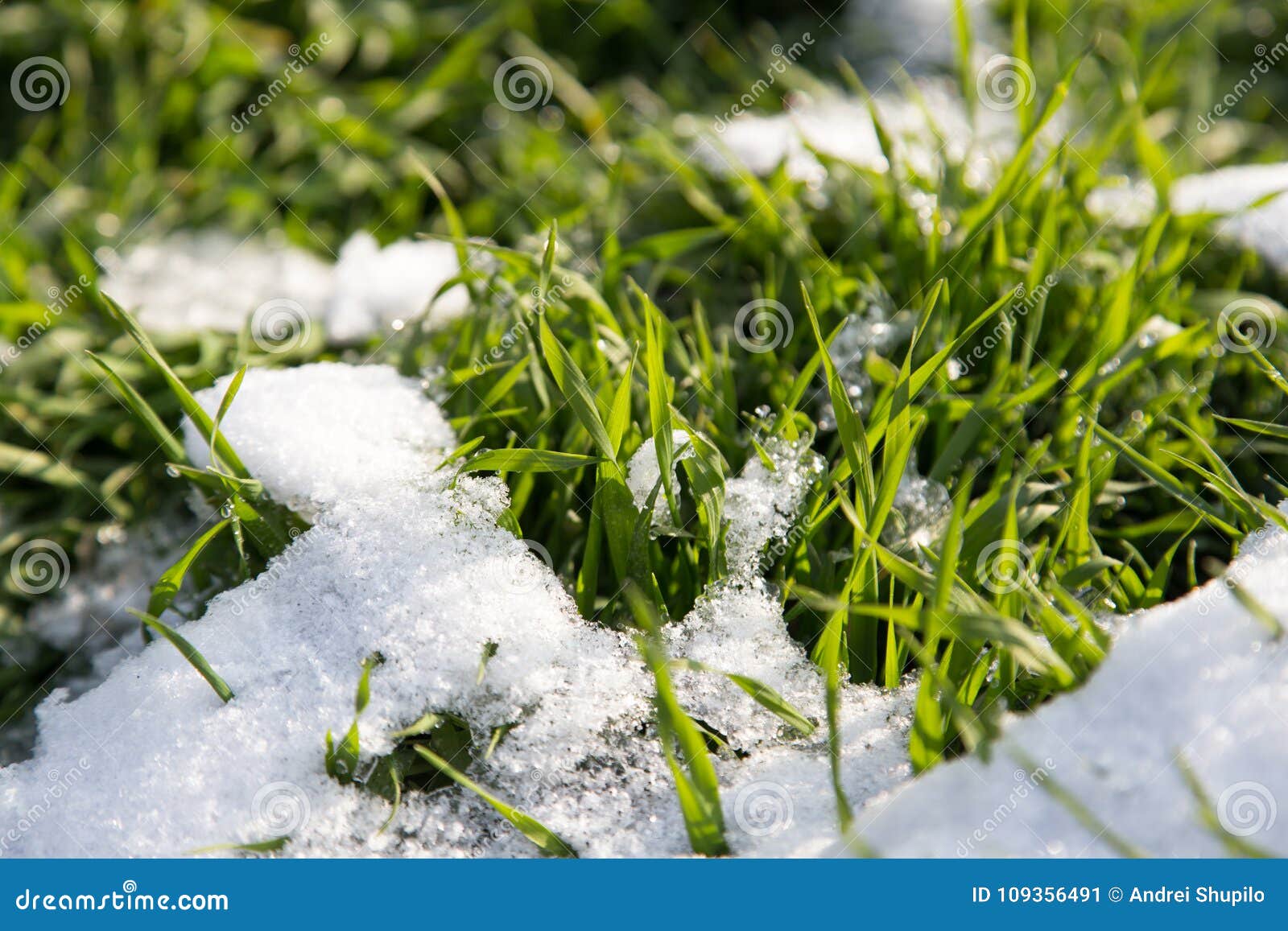 Snow on the Green Grass in Nature Stock Image - Image of life, color ...