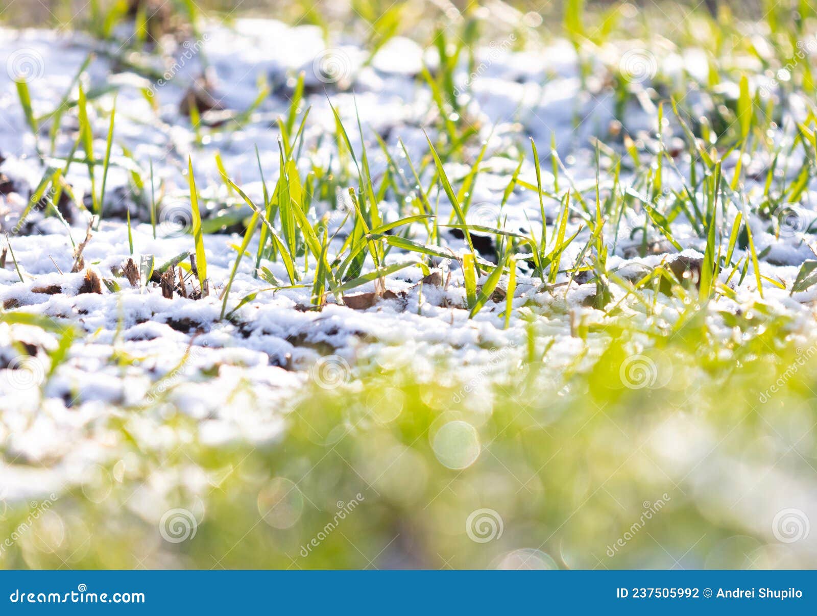 Snow on the green grass. stock photo. Image of spring - 237505992