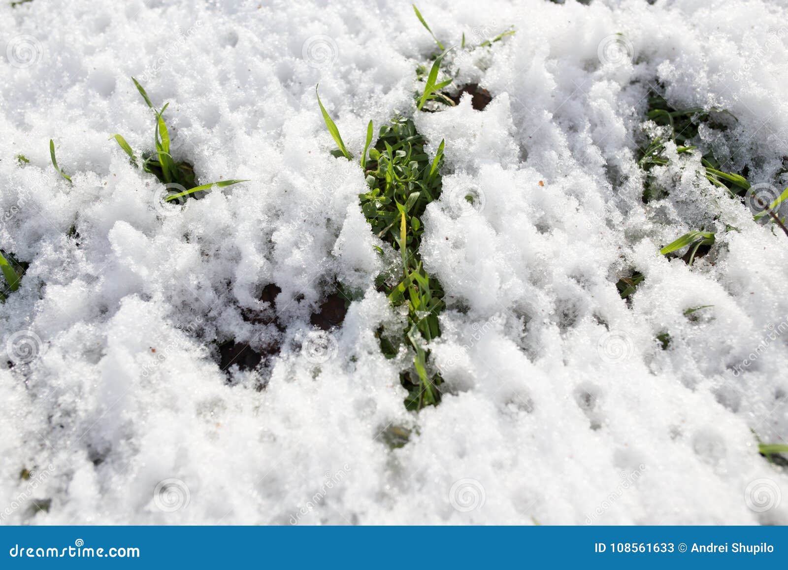 Snow on the green grass stock image. Image of freshness - 108561633
