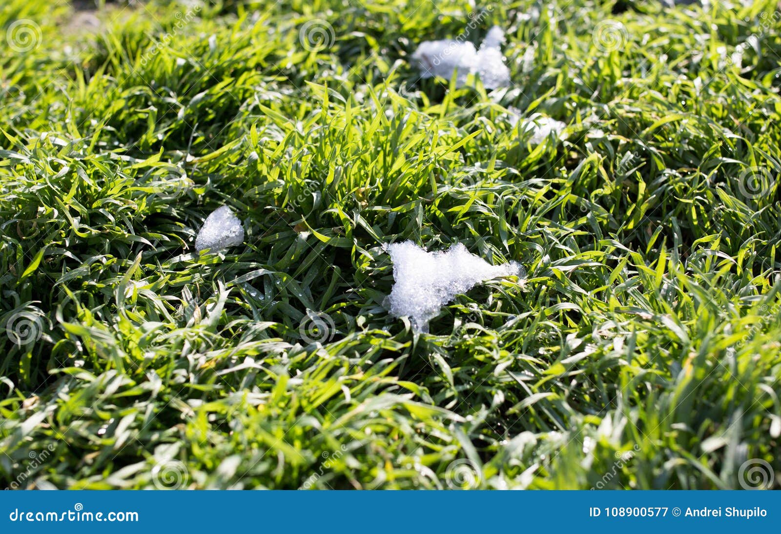 Snow on the green grass stock image. Image of beautiful - 108900577