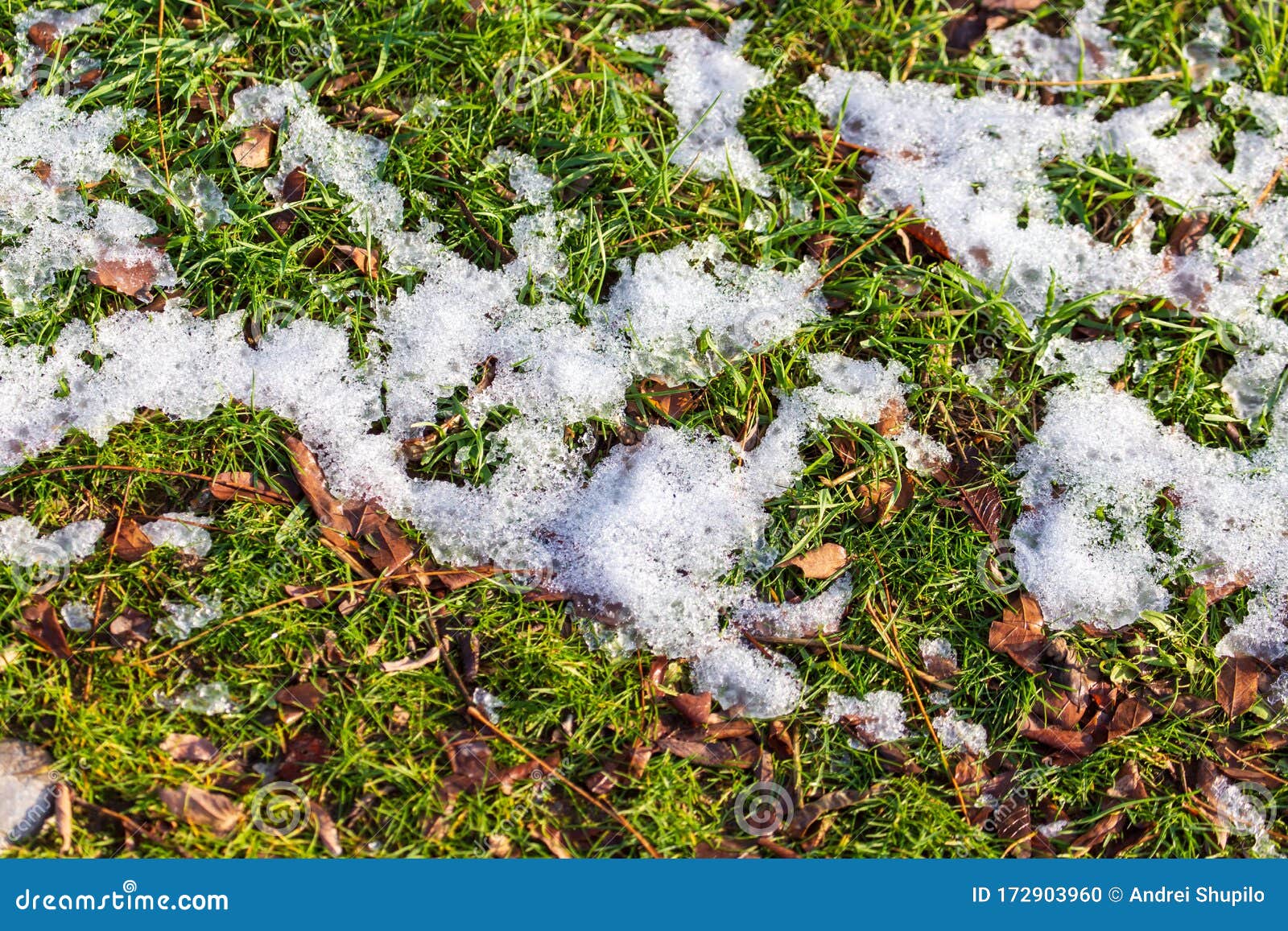 Snow on the Green Grass in Spring Stock Photo - Image of nature, march ...