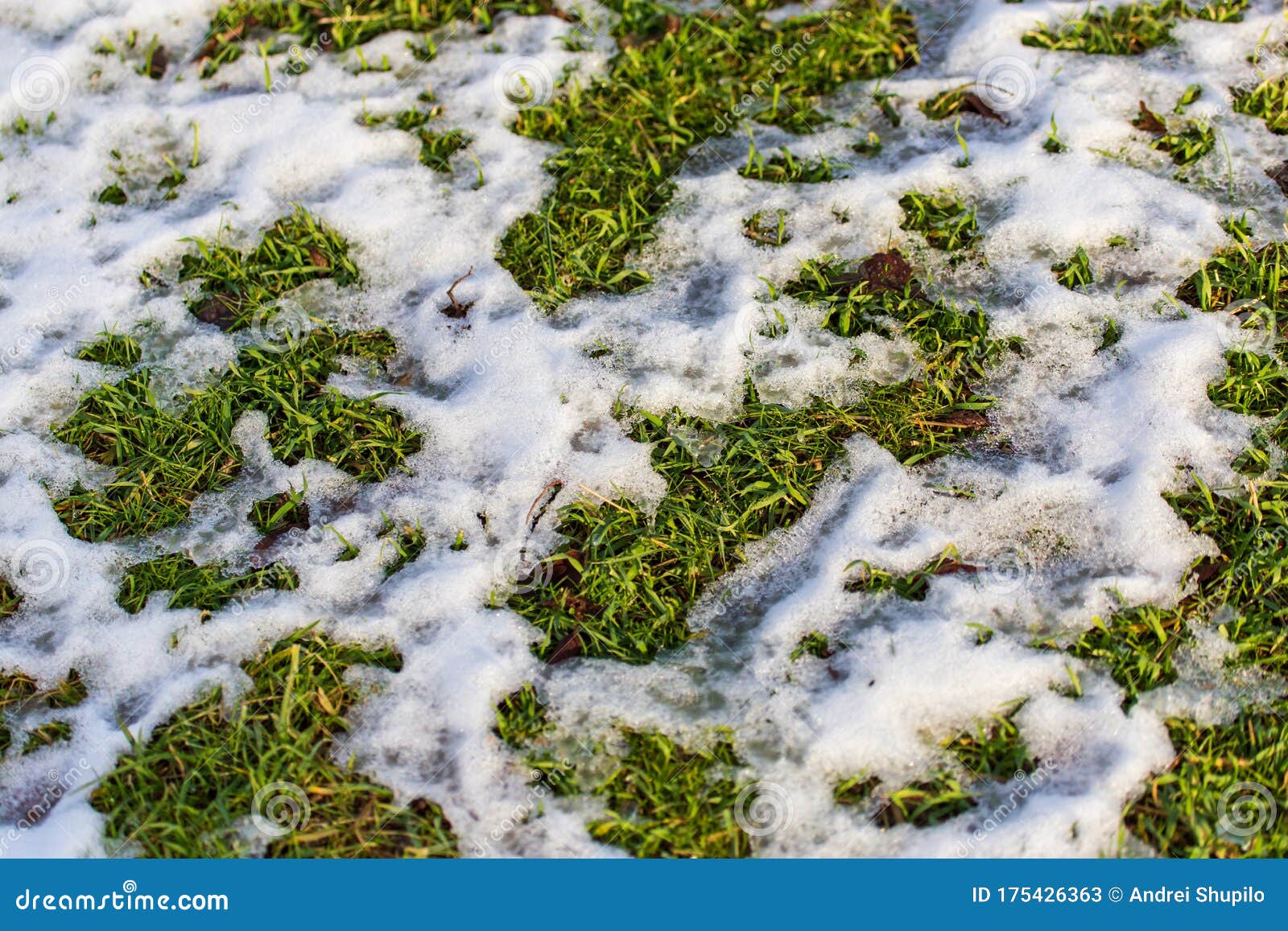 Snow on the Green Grass in Spring Stock Image - Image of nature ...