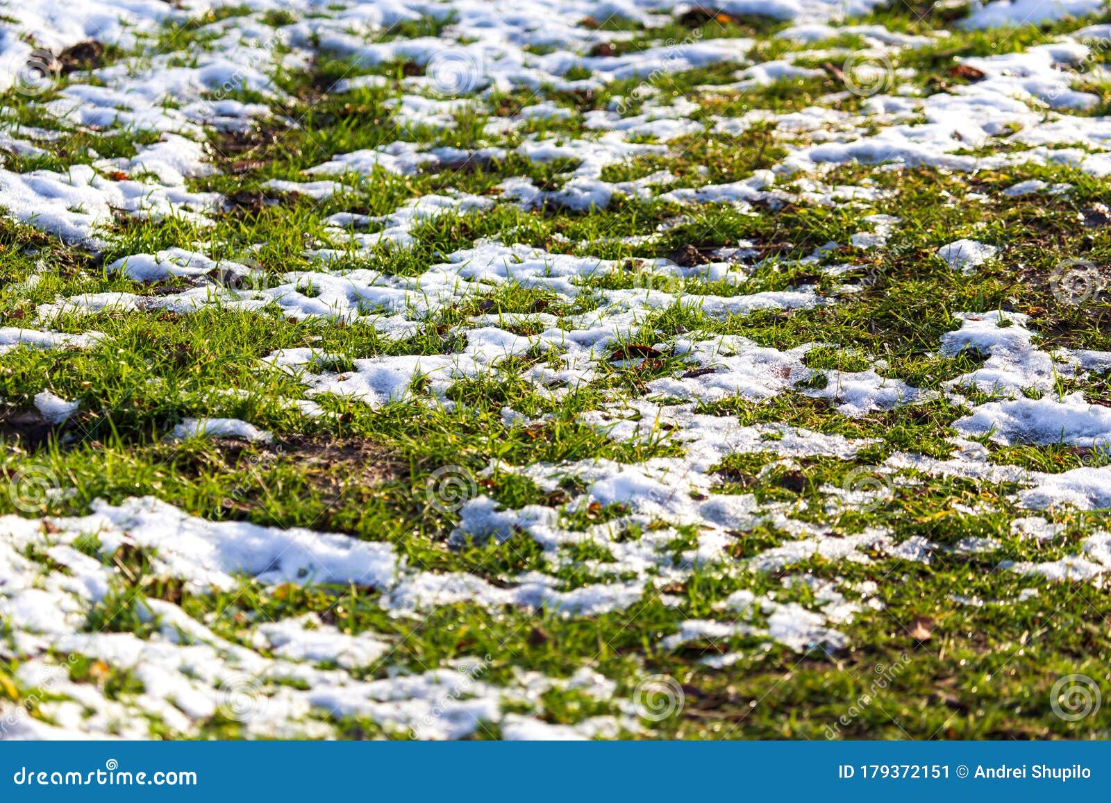 Snow on the Green Grass in Spring Stock Image - Image of nature, winter ...