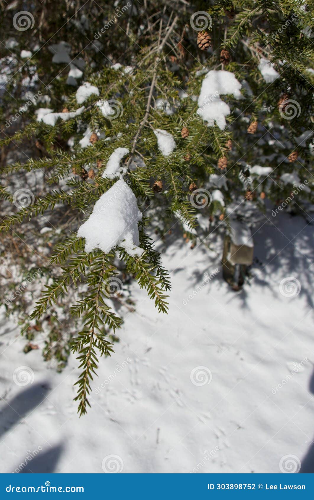 Snow on a Green Hemlock Branch Stock Photo - Image of cones, green ...