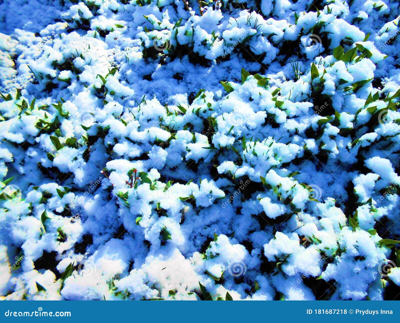 Snow at the Green Leafs. Bright Background Stock Photo - Image of home ...