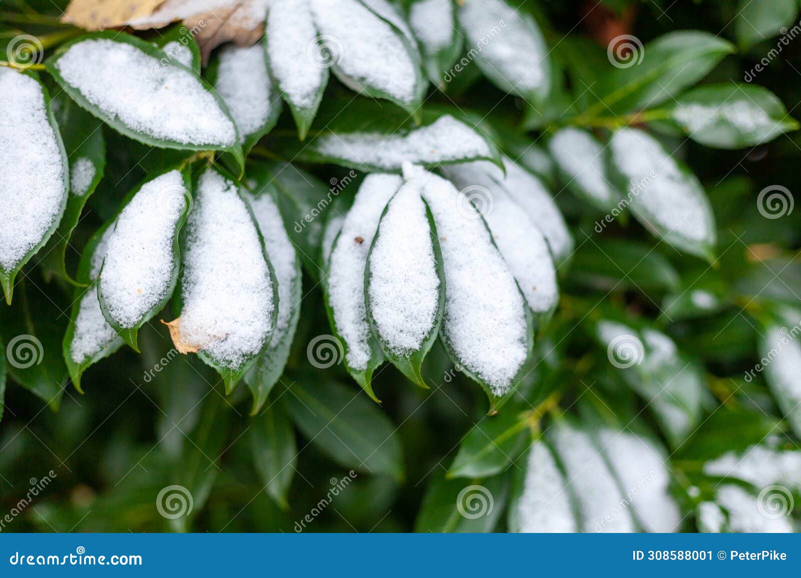 Snow on the Green Leaves of a Shrub in the Garden Stock Image - Image ...