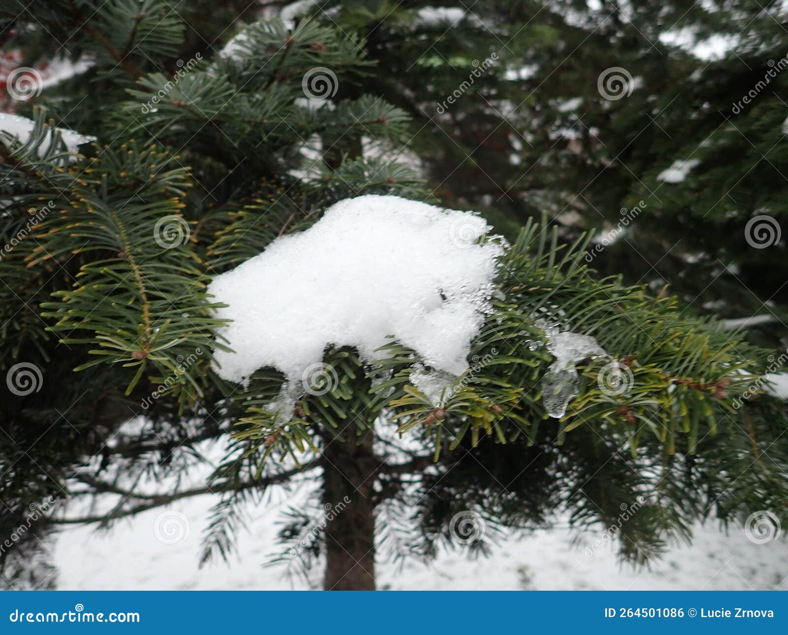Snow on a Green Tree Branch Stock Photo - Image of december, snowbound ...