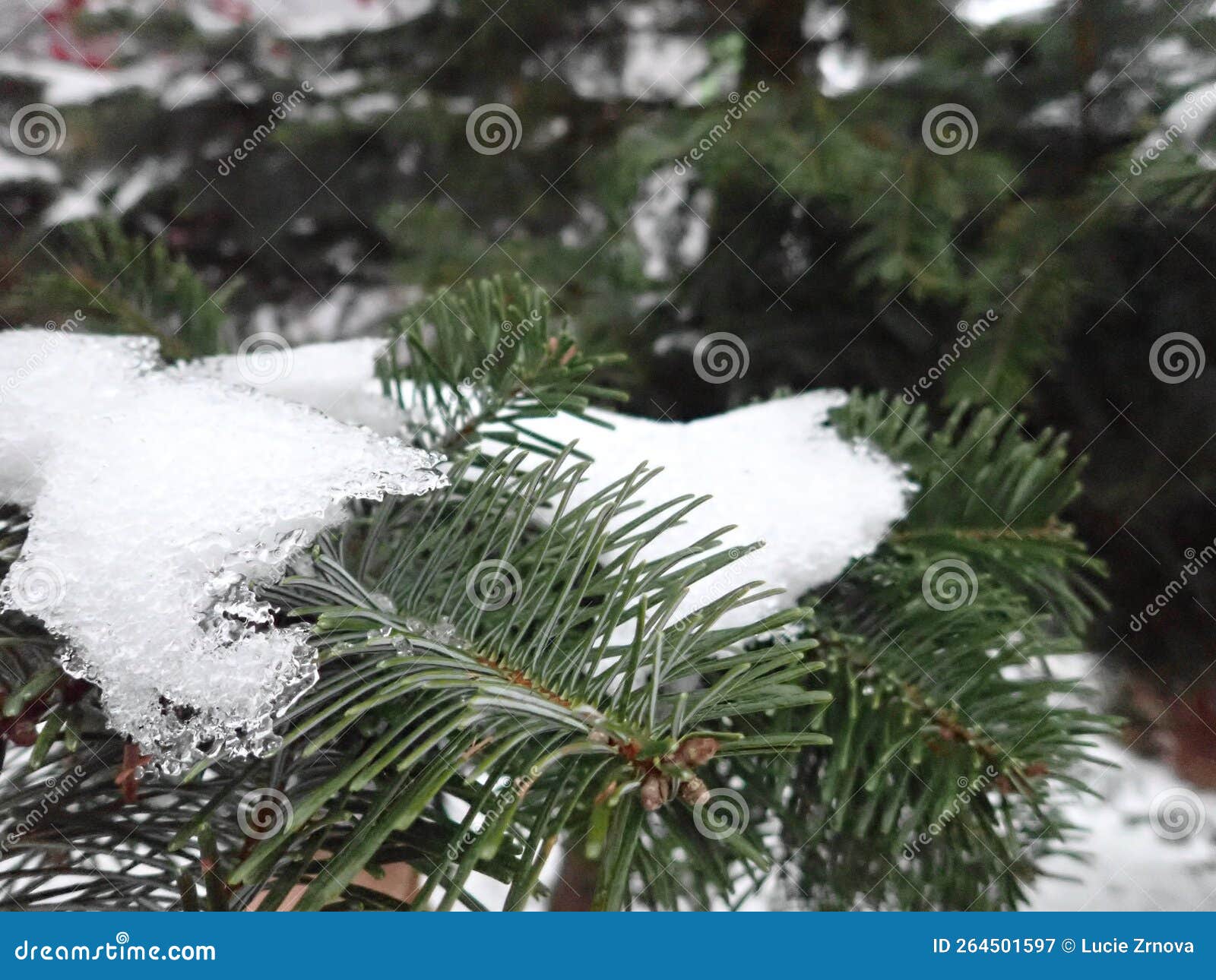 Snow on a Green Tree Branch Stock Image - Image of landscape, color ...
