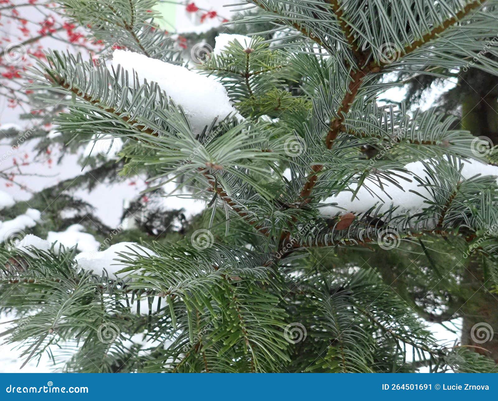 Snow on a Green Tree Branch Stock Image - Image of scenery, snowfall ...