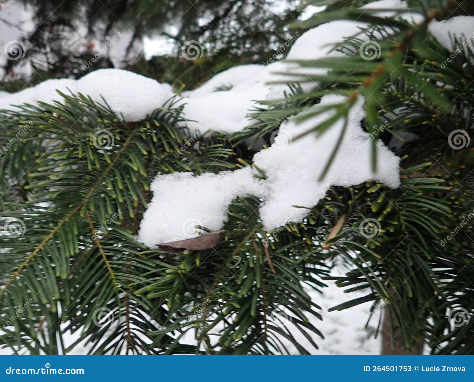 Snow on a Green Tree Branch Stock Image - Image of seasonal, pine ...