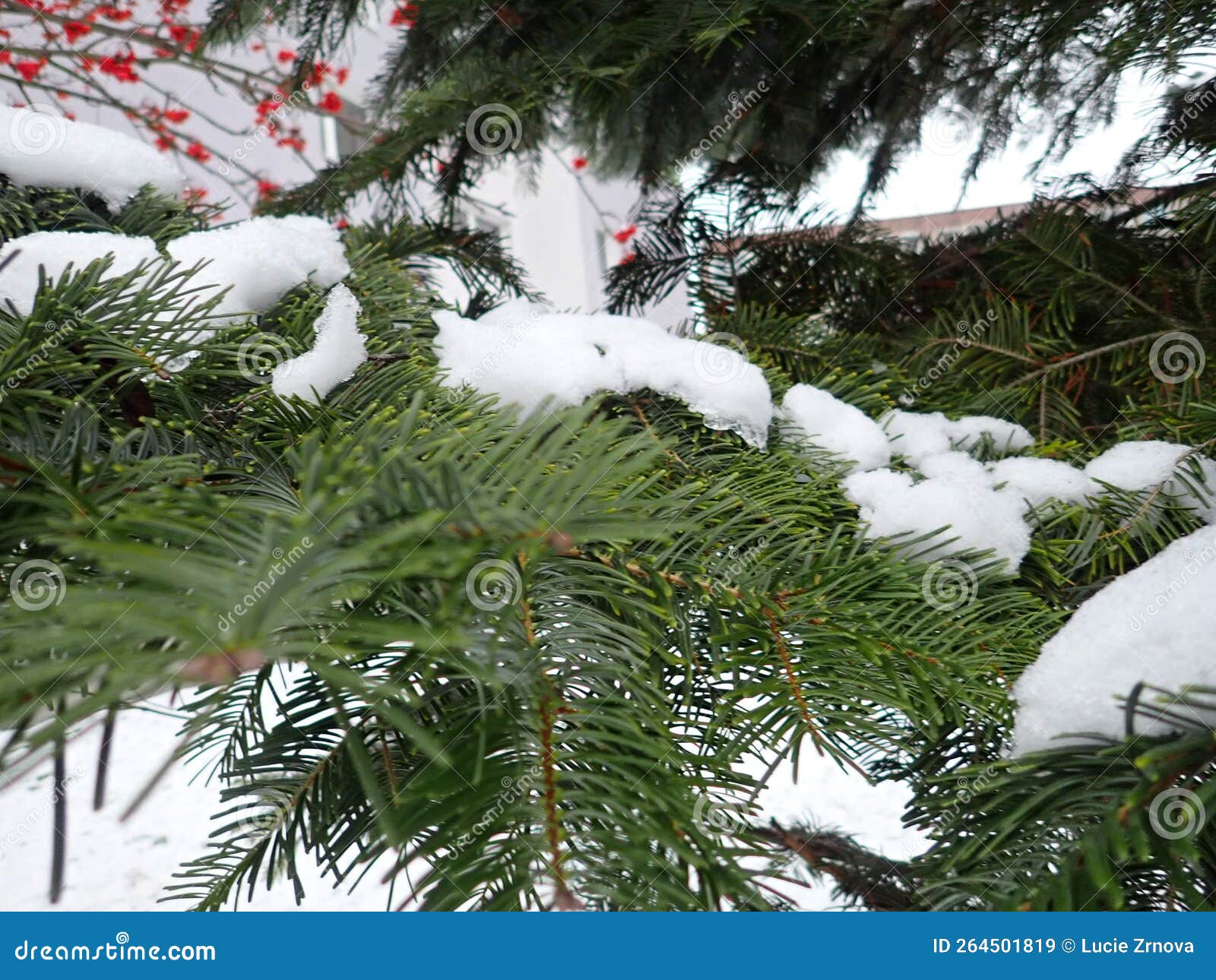 Snow on a Green Tree Branch Stock Image - Image of pine, snow: 264501819