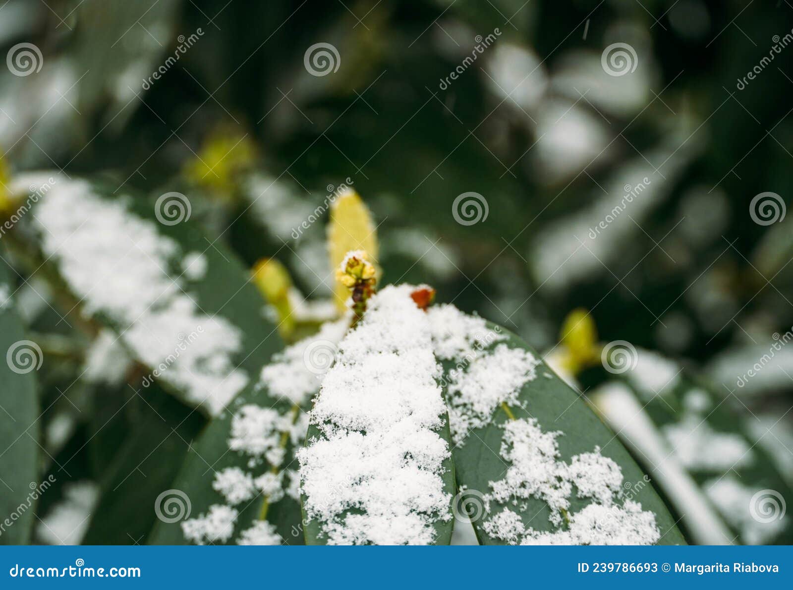 Snow on green tree stock image. Image of shrub, produce - 239786693