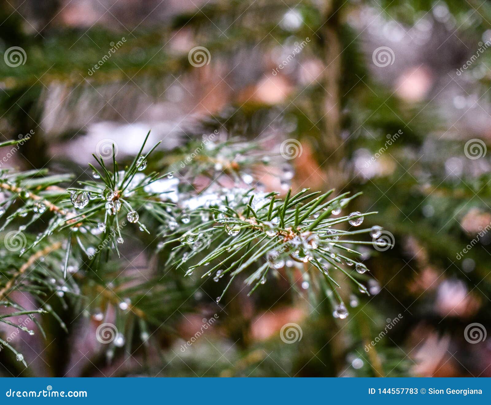 Snow and Green. or when Winter Gives Nature a Warm Jacket Stock Image ...