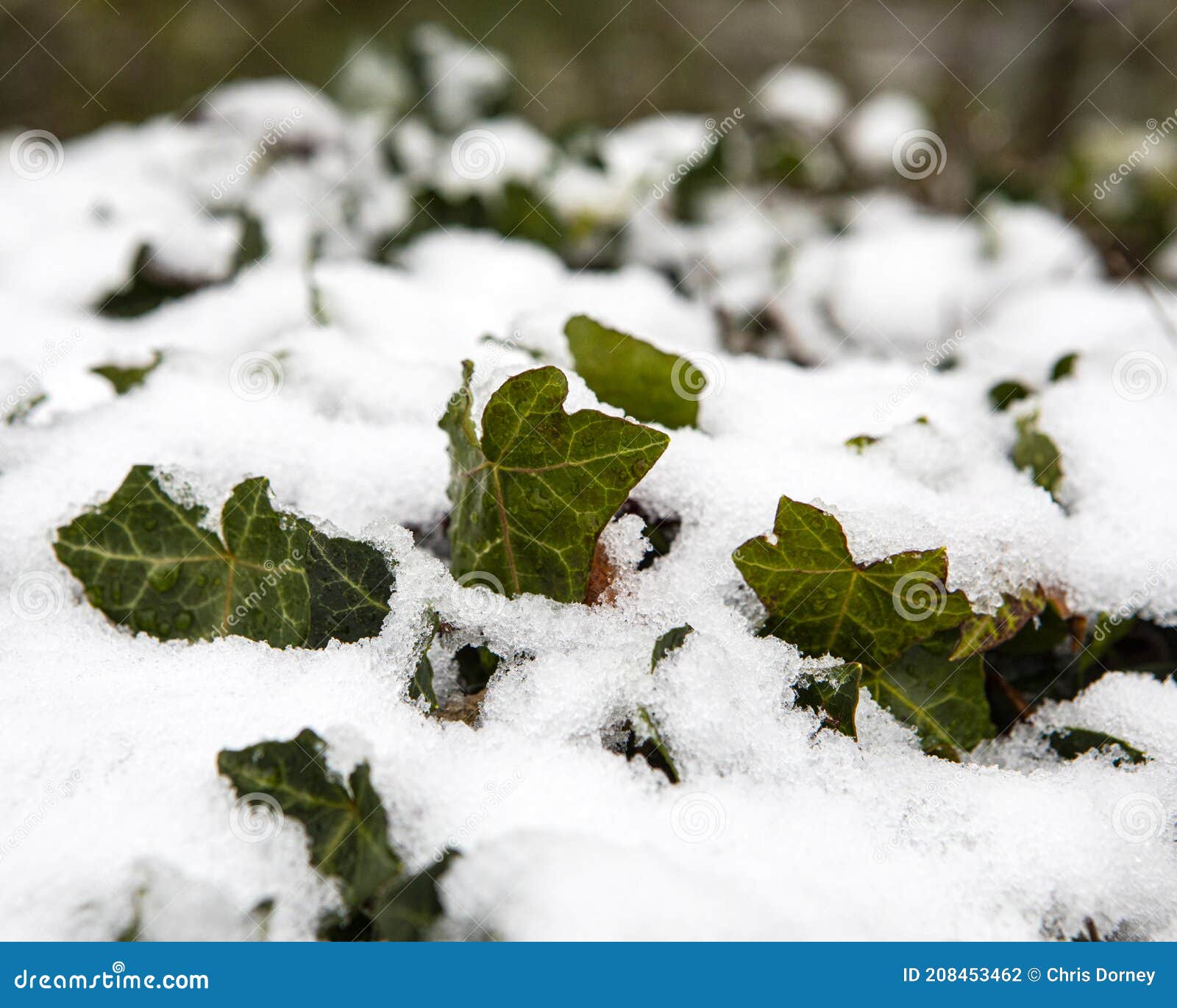 Snow on Greenery stock photo. Image of details, natural - 208453462