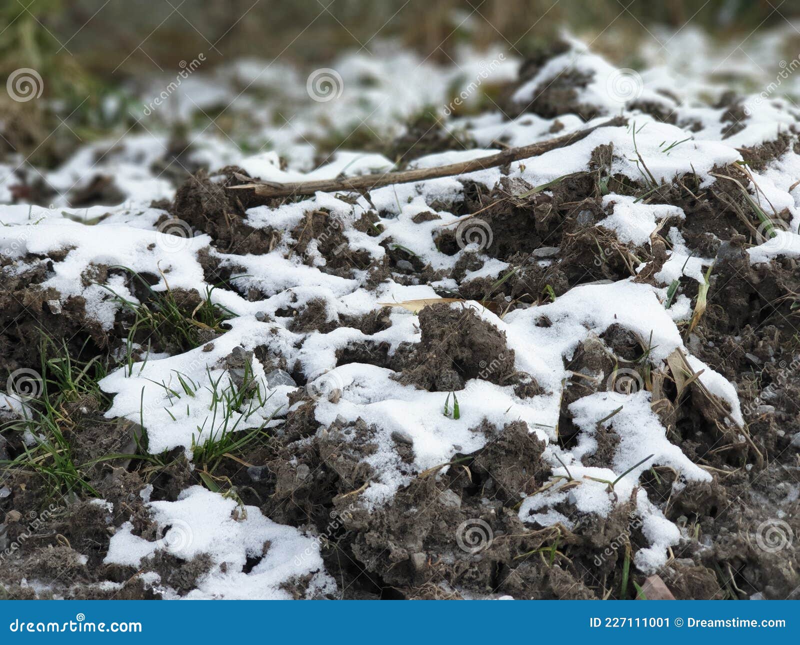 Snow on the ground stock image. Image of wildlife, autumn - 227111001