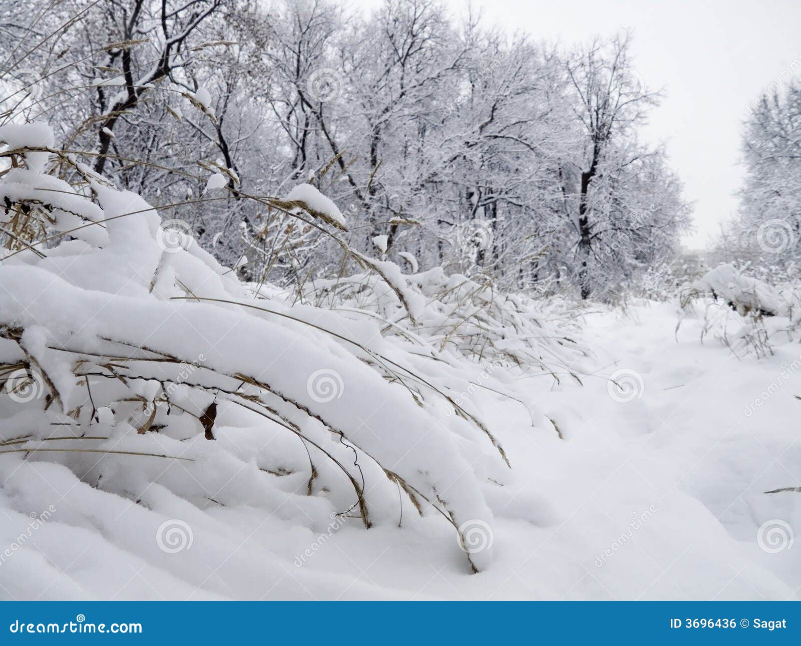 Snow ground stock photo. Image of rural, frozen, cold - 3696436