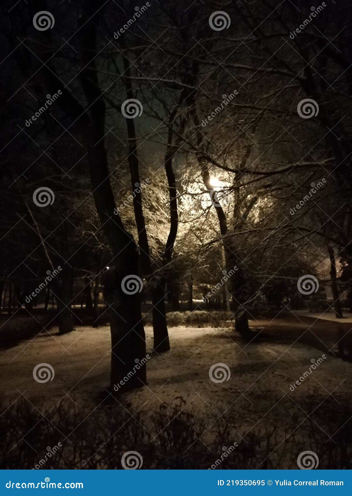 Snow on the Ground in the Night Park Stock Image - Image of branch ...