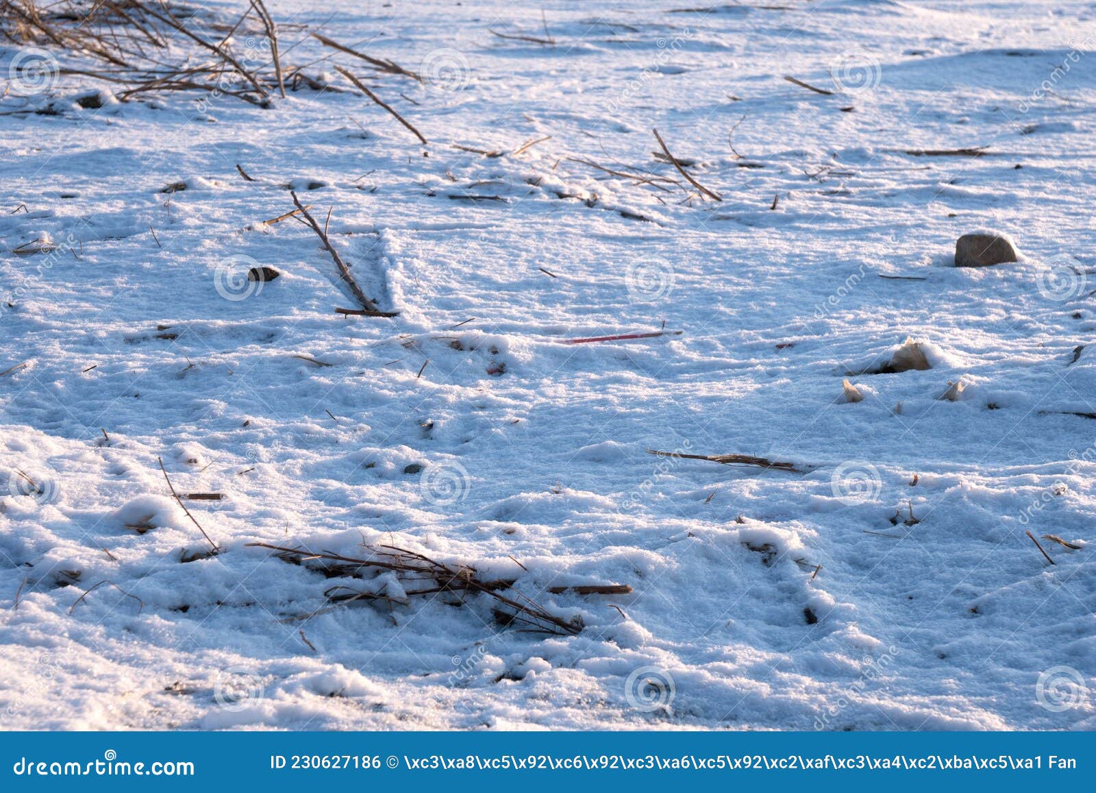 Snow on the Ground in Winter Stock Photo - Image of climate, term ...