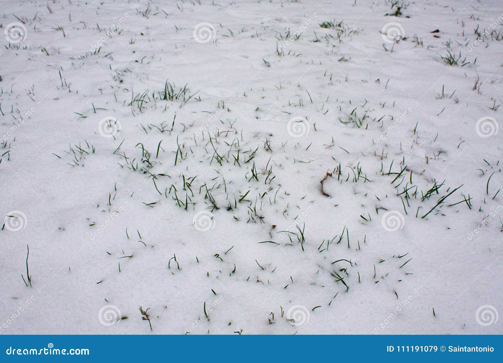 Snow on the Ground. Winter Textured Background Stock Image - Image of ...