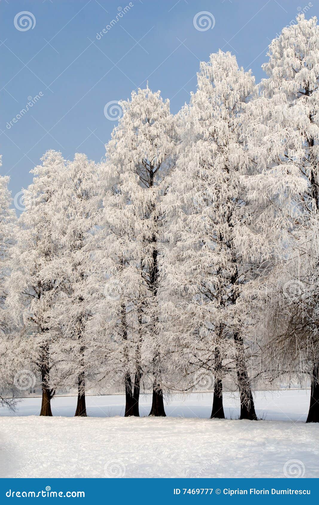 Snow group stock image. Image of nature, natural, winter - 7469777
