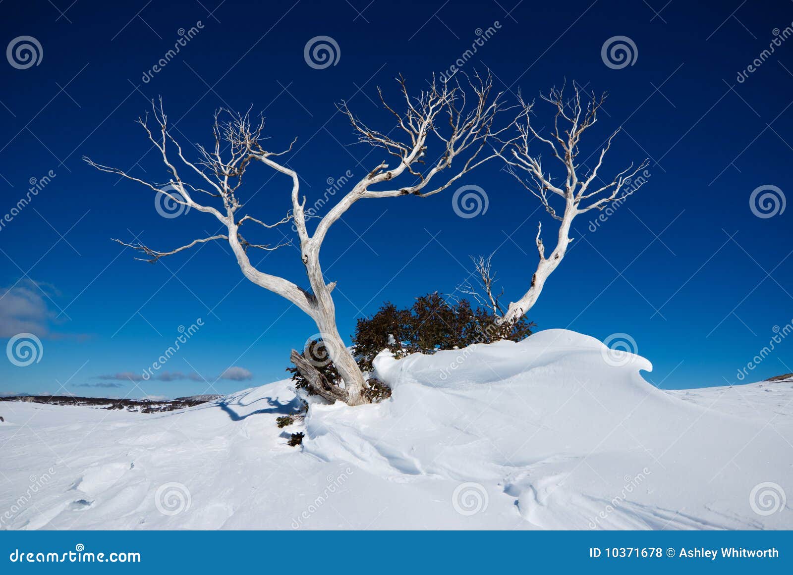 Snow Gum stock photo. Image of regrowth, burnt, burned - 10371678