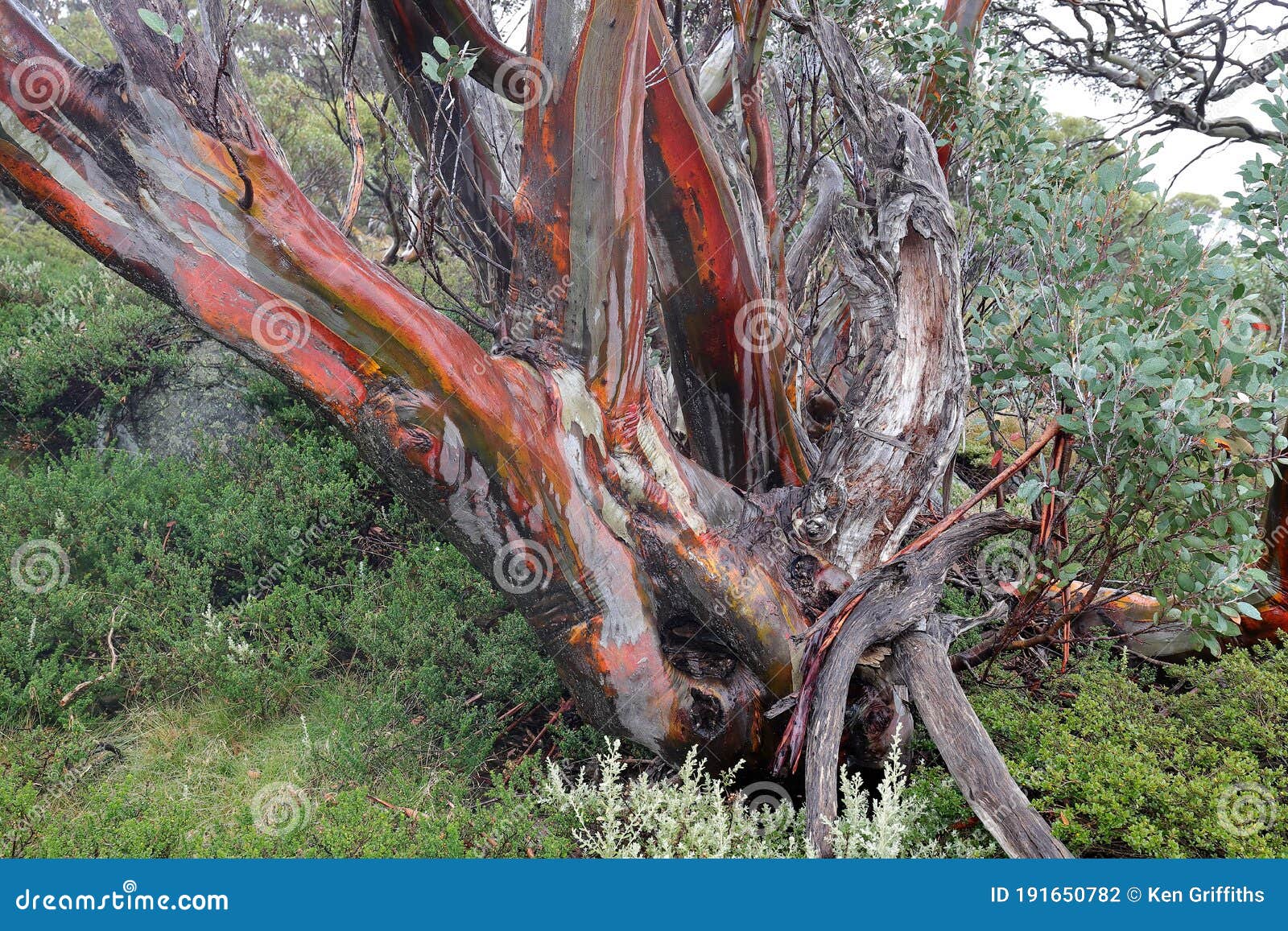 Snow Gum stock photo. Image of eucalypt, nature, eucalyptus - 191650782