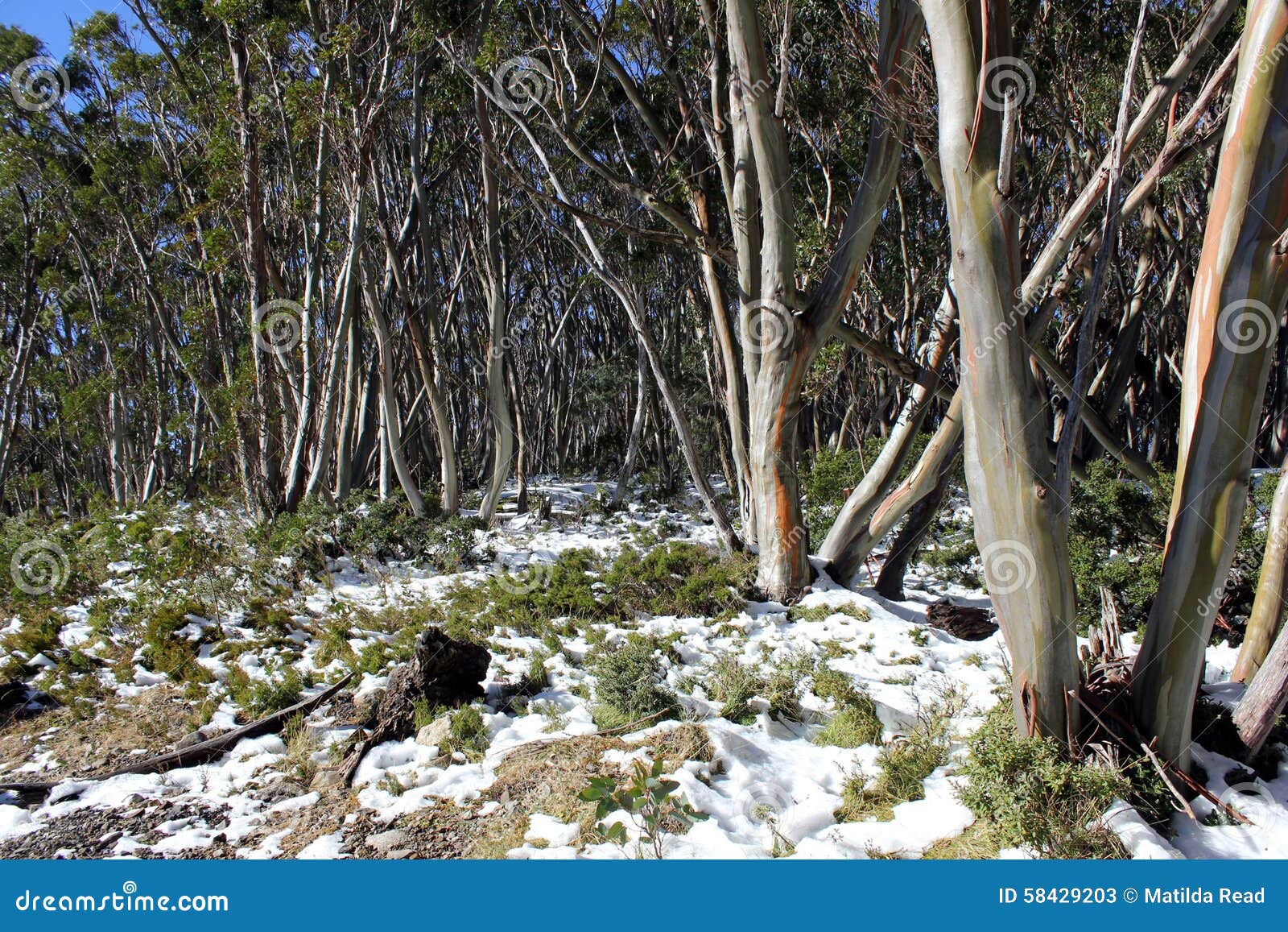 Snow Gums stock image. Image of trees, winter, australian - 58429203
