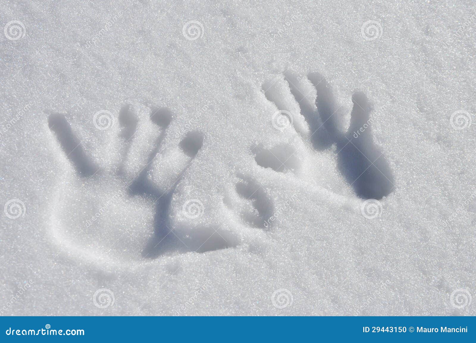 Snow Hands stock photo. Image of bright, frost, cold - 29443150