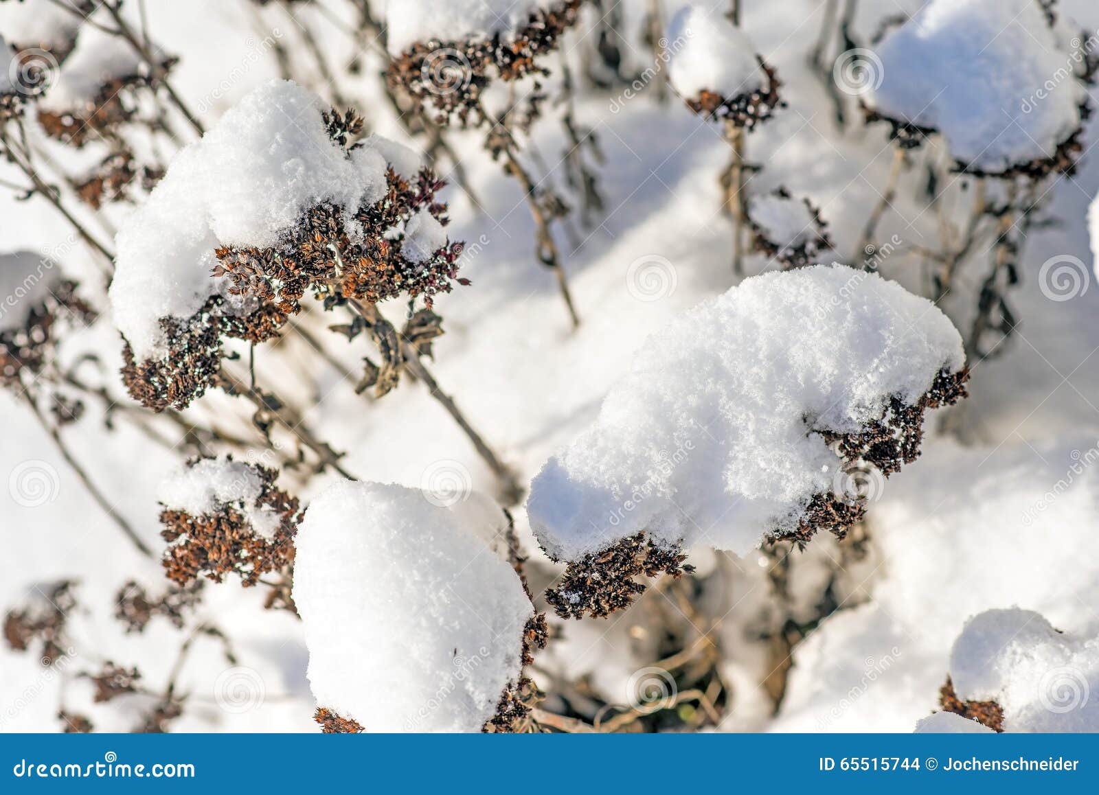 Snow-hat on sedum stock photo. Image of winter, season - 65515744