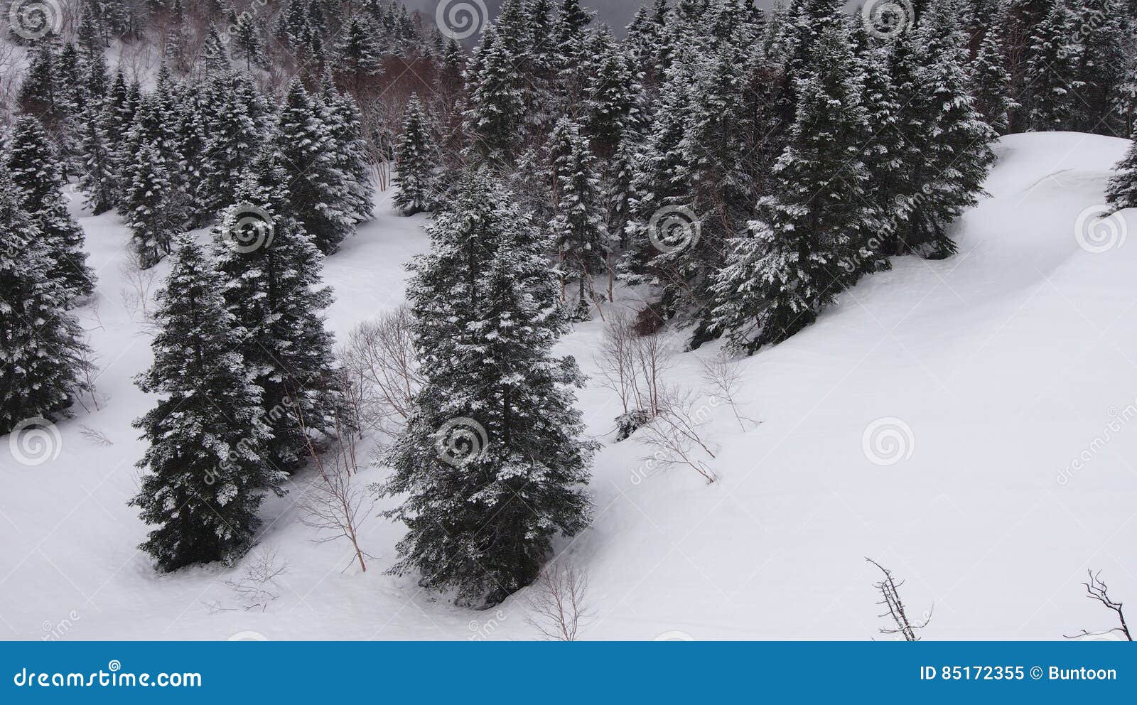 Snow on the hill stock image. Image of winter, green - 85172355
