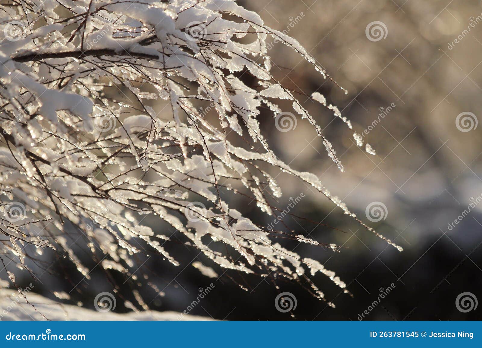 Snow and ice on branch stock image. Image of celebration - 263781545