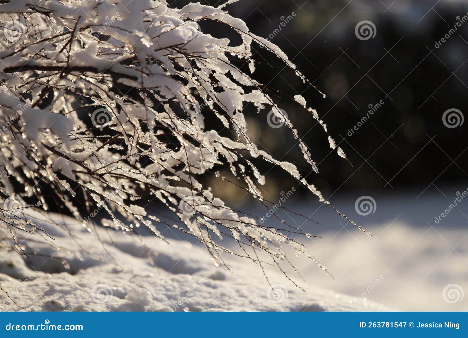 Snow and ice on branch stock image. Image of holiday - 263781547