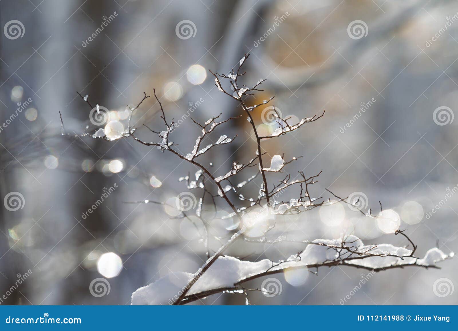 Snow and Ice Covered Tree Branches Stock Photo - Image of cold, woods ...