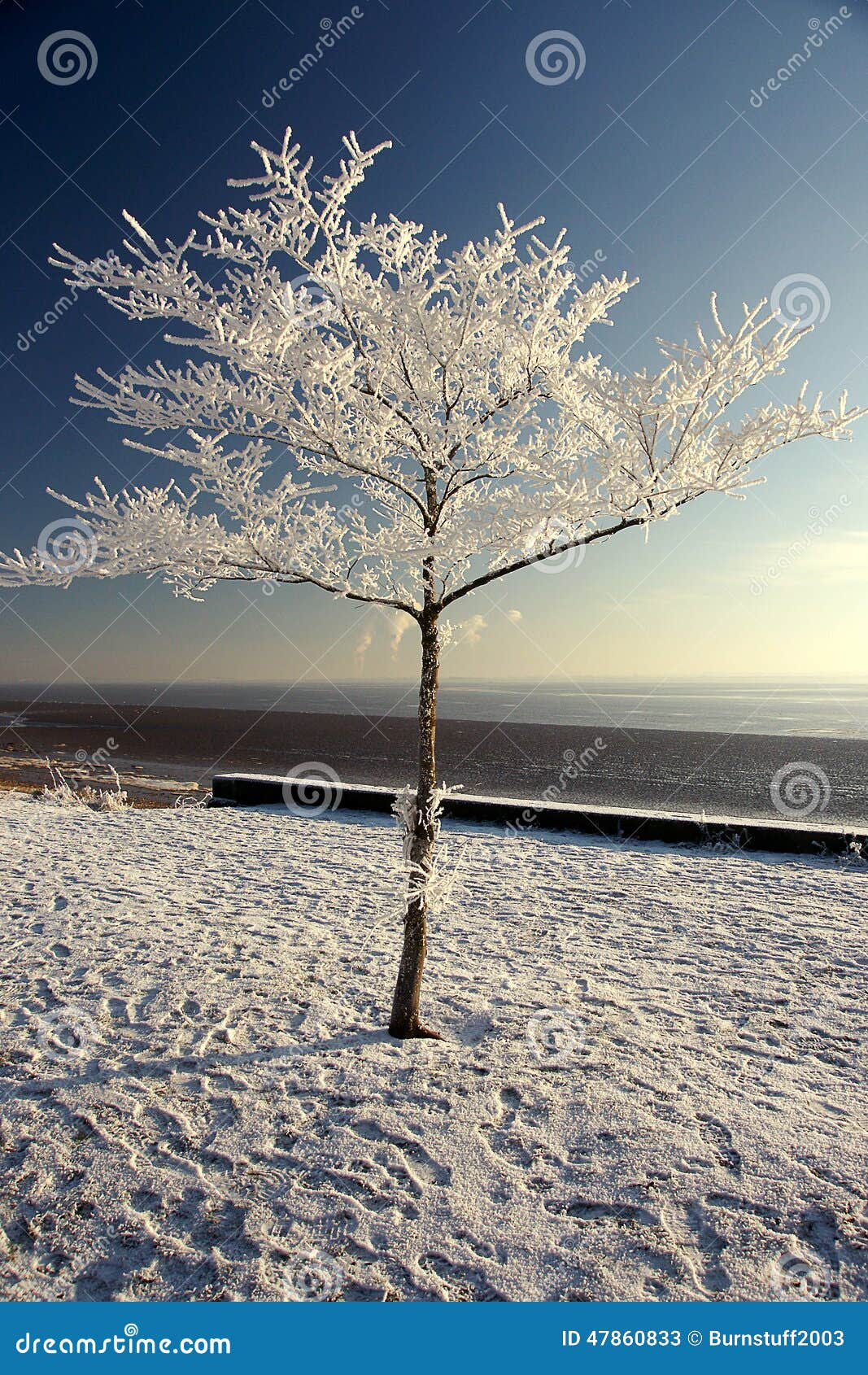 Snow and ice covered tree stock image. Image of branches - 47860833