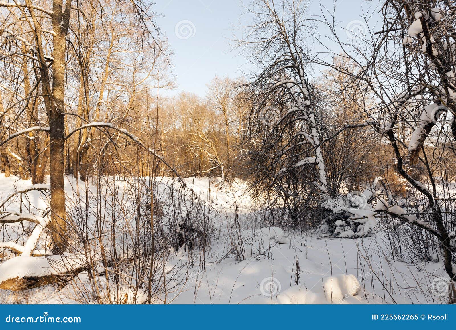 Snow and ice covered trees stock image. Image of plants - 225662265