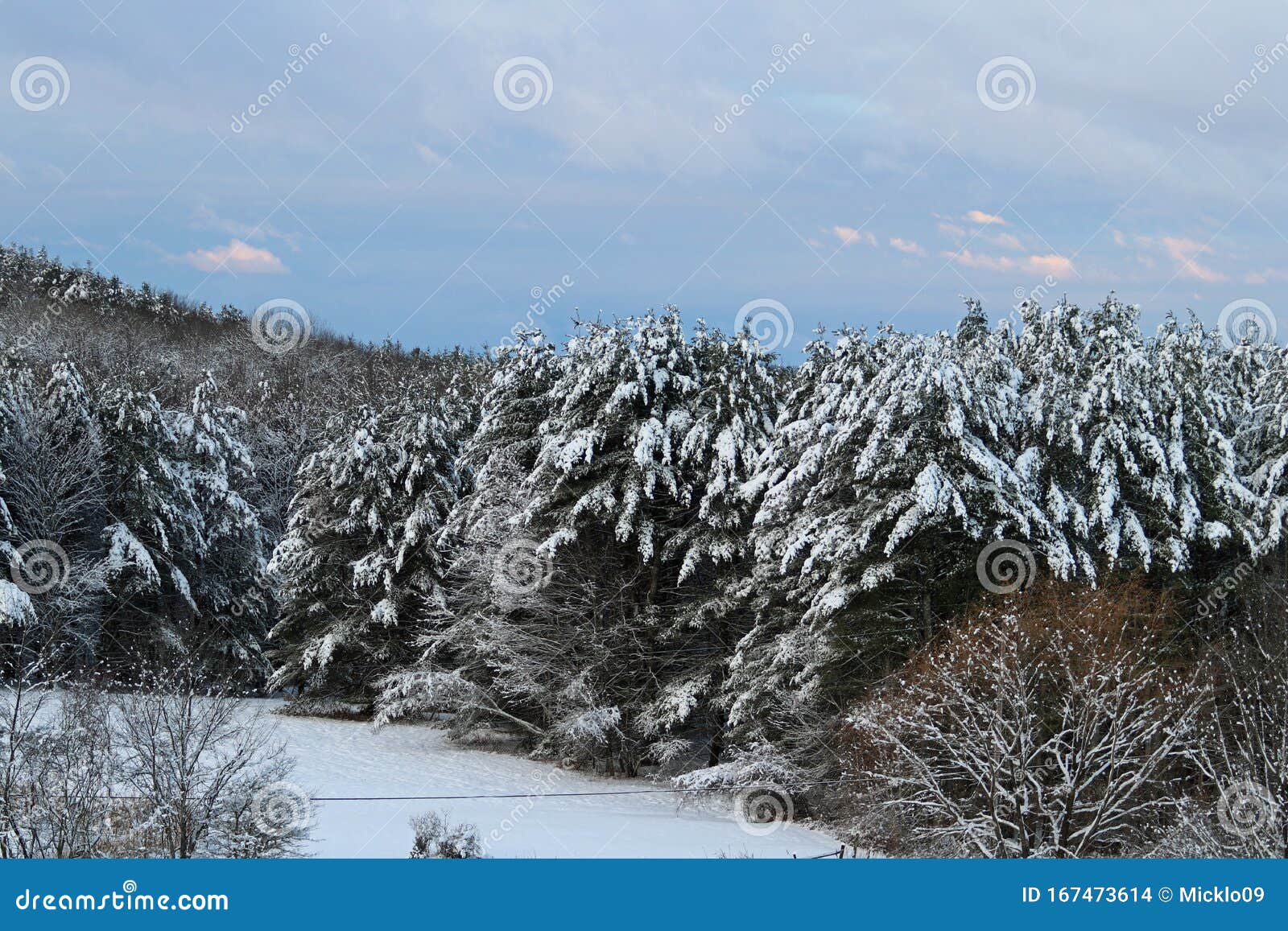 Snow and Ice Covering the Trees Stock Photo - Image of branches, white ...
